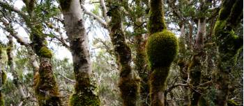 The Overland Track: Flora and fauna on the trail | Australian Wal